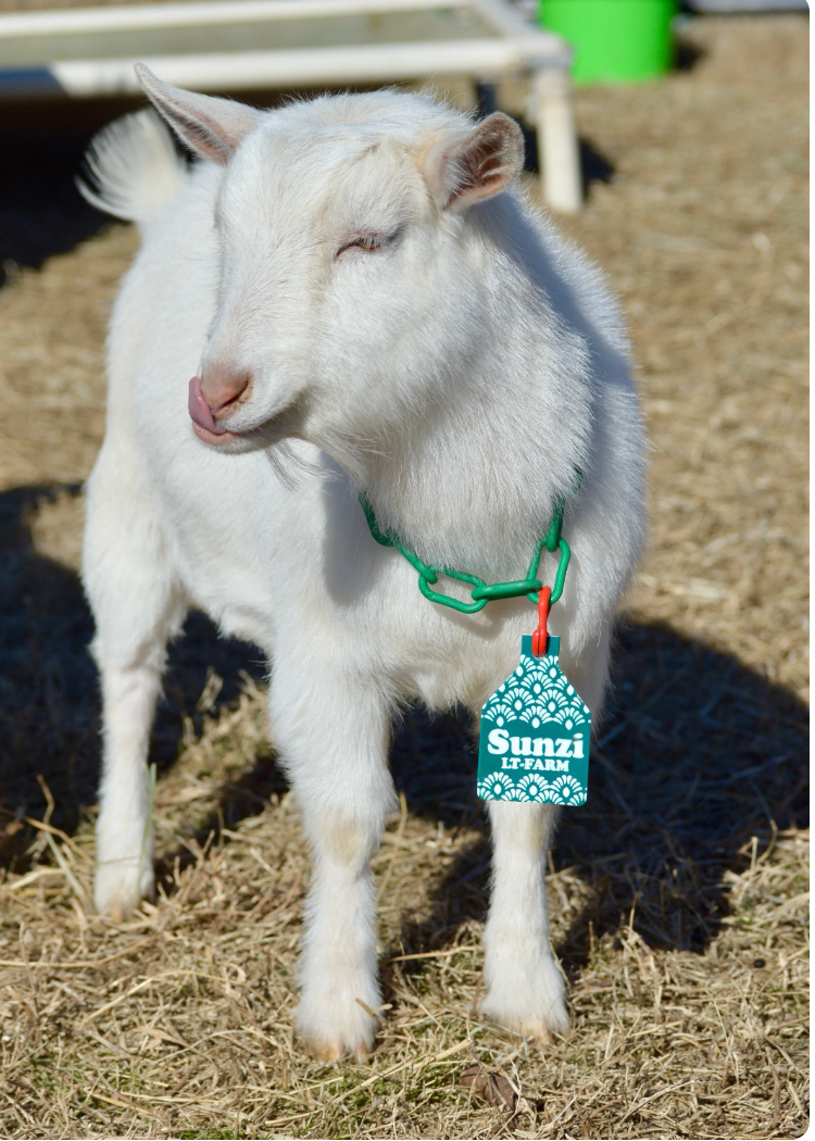 GOAT/SHEEP SIZED TAGS – Custom Cow Tags by Scissortail Meadows